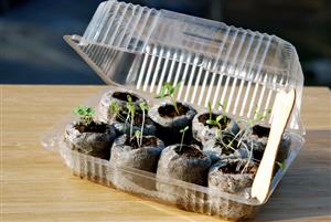 Medway Parks and Recreation: Mini Seed Greenhouse
